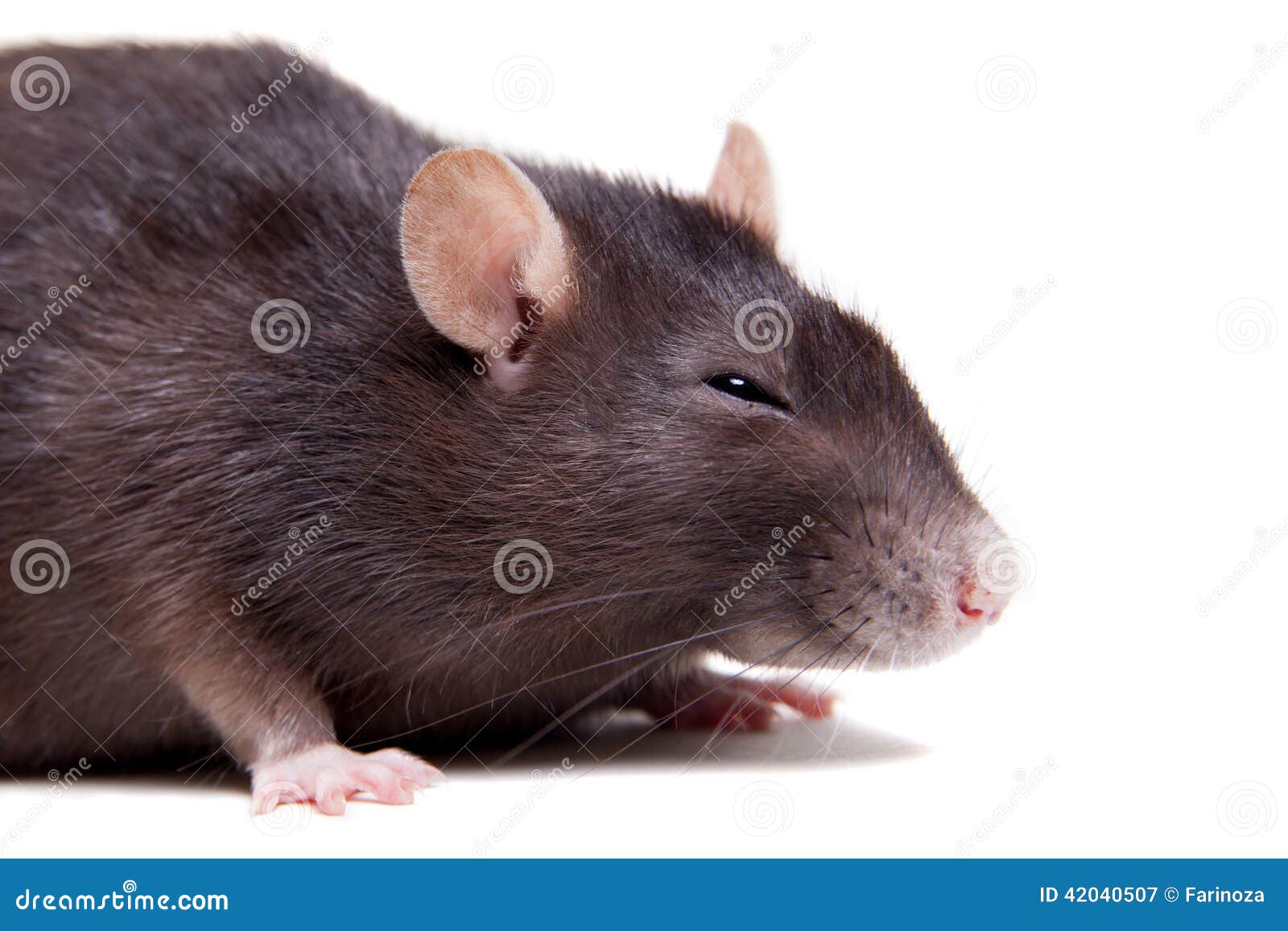 Rata, de 3 años en blanco imagen de archivo. Imagen de horizontal ...