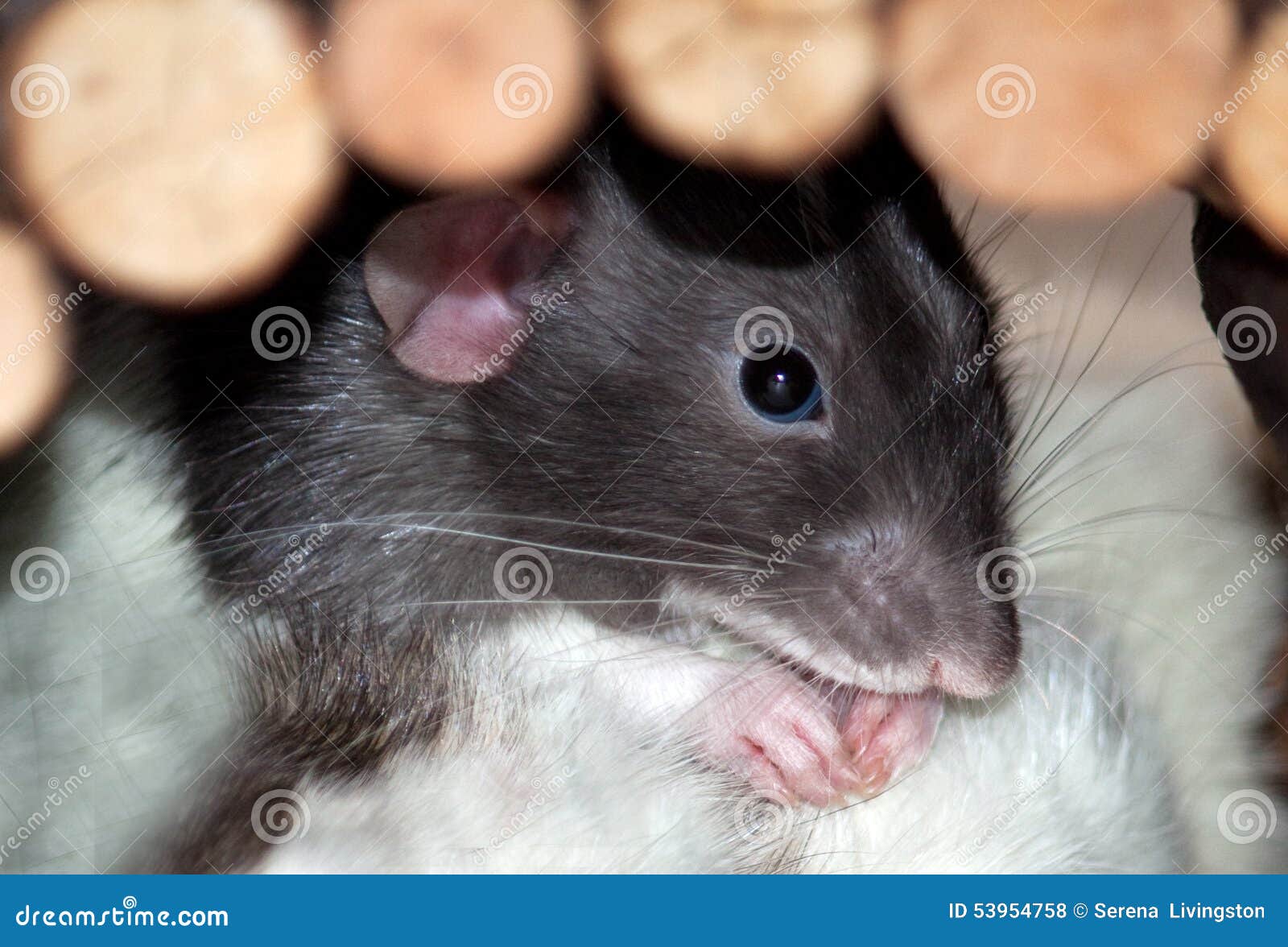 Rata de Dumbo foto de archivo. Imagen de adorable, negro - 53954758