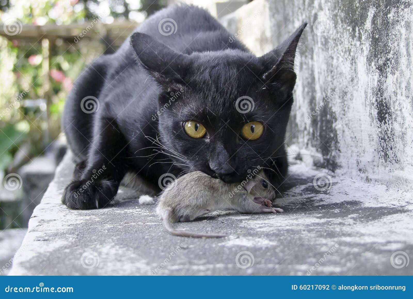 Rata de la caza del gato foto de archivo. Imagen de cubo - 60217092