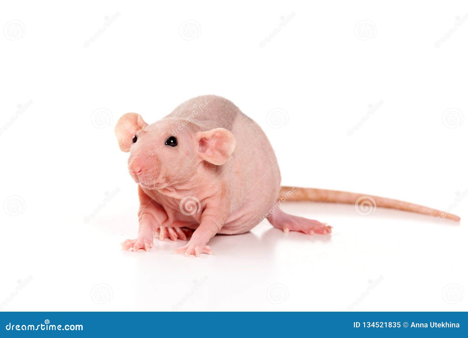 Rata De La Esfinge Aislada En Blanco Imagen de archivo - Imagen de ...