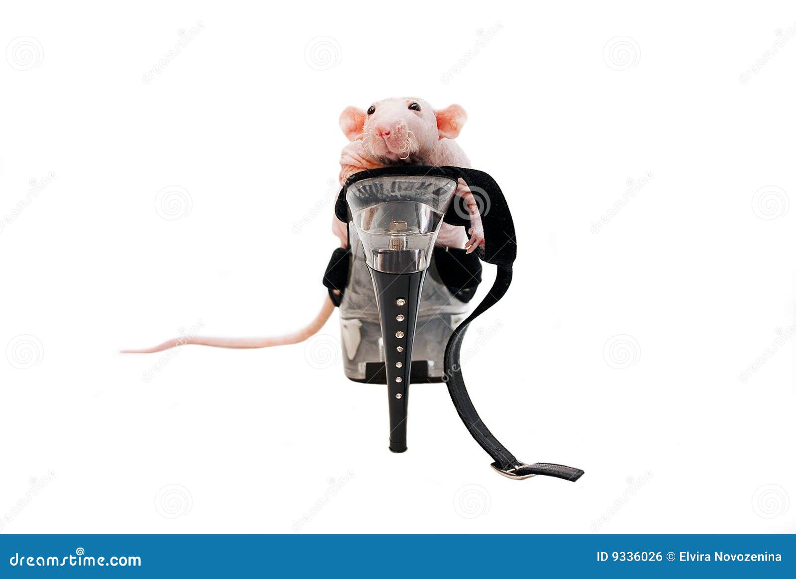 Rata De La Esfinge En Un Zapato Foto de archivo - Imagen de obediente ...