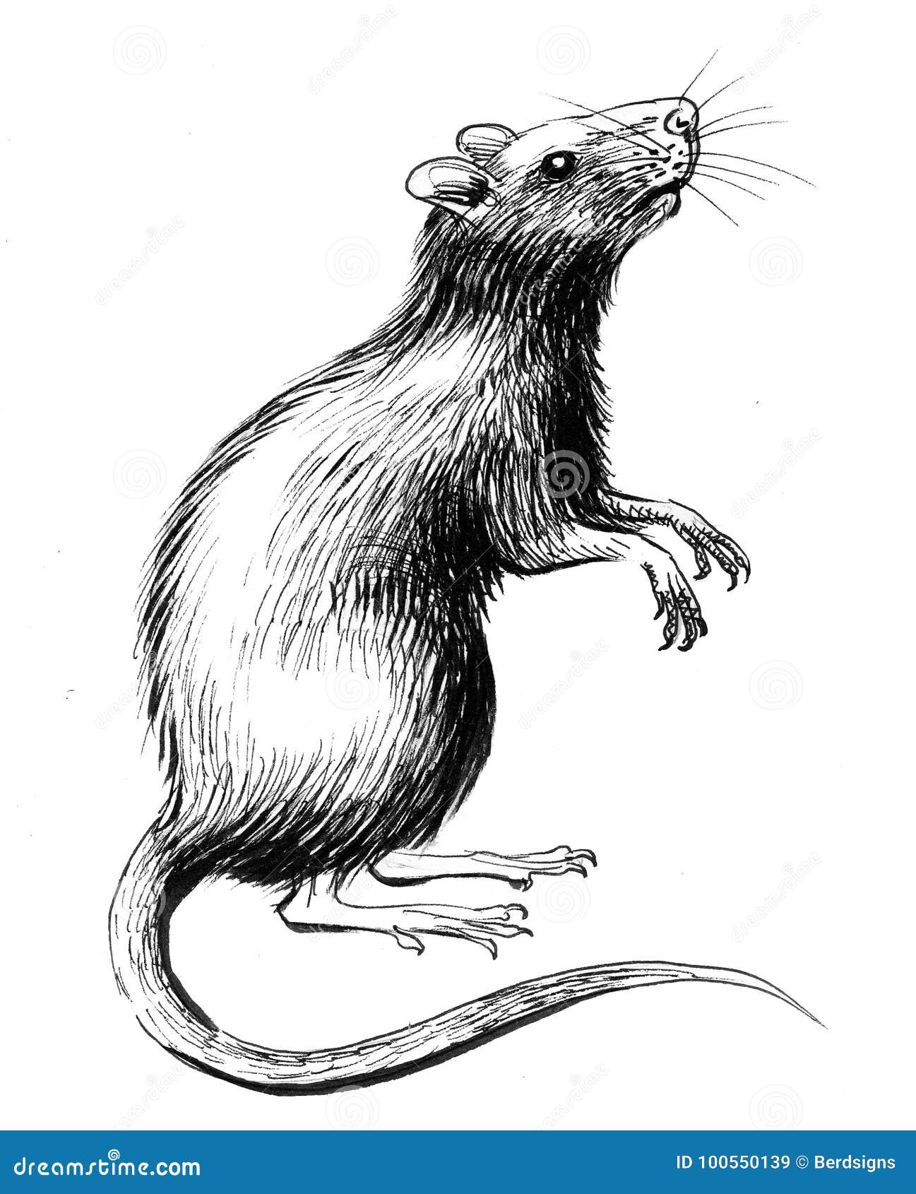 Rata de la tinta stock de ilustración. Ilustración de ilustraciones ...