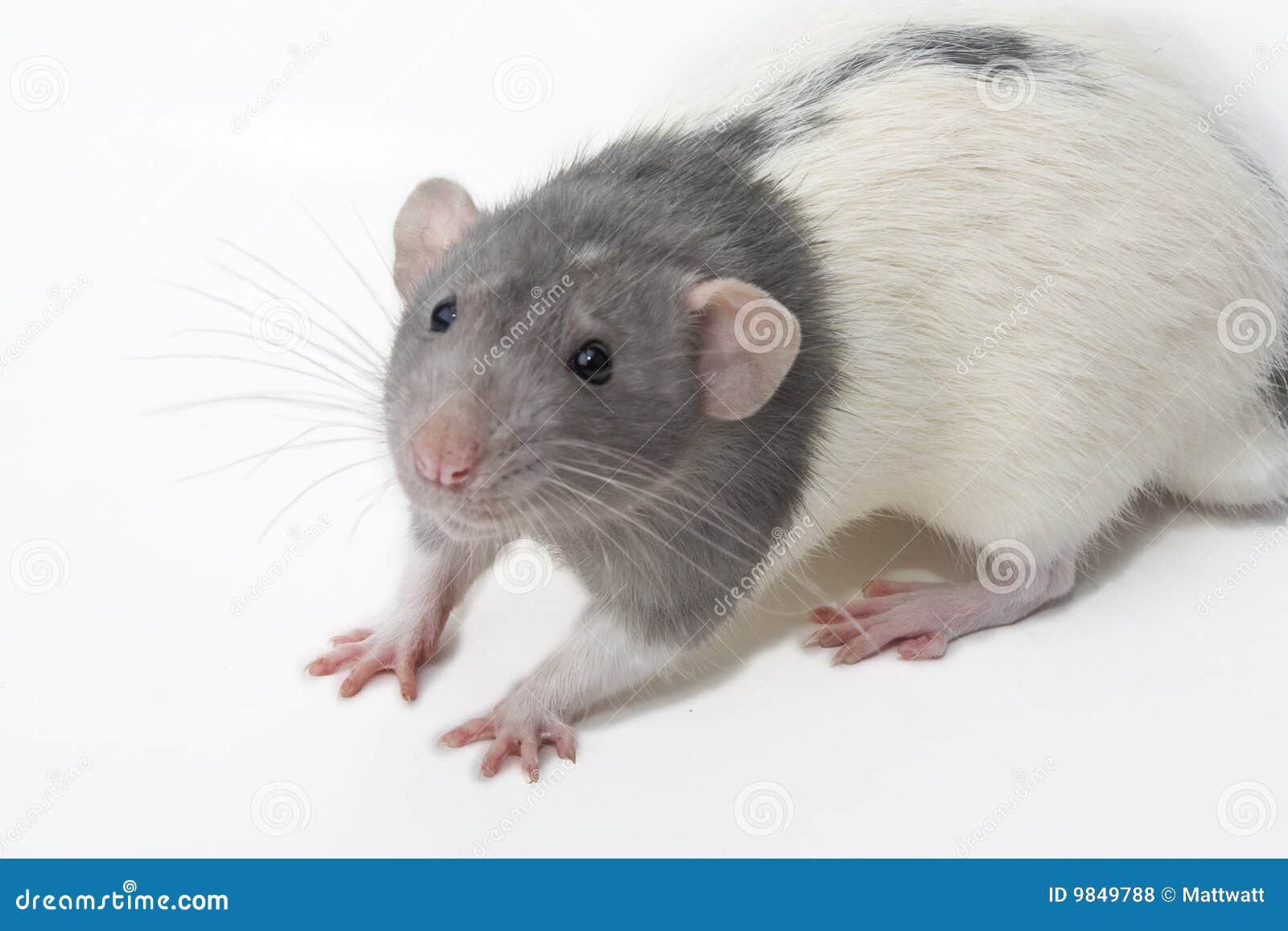 Rata De Lujo De Norvegicus Dumbo Del Rattus Foto de archivo - Imagen de ...