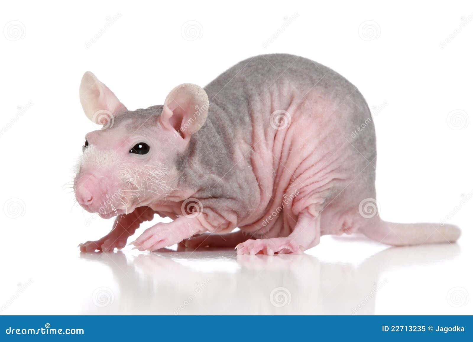 Rata De Sphynx En Un Fondo Blanco Imagen de archivo - Imagen de ...