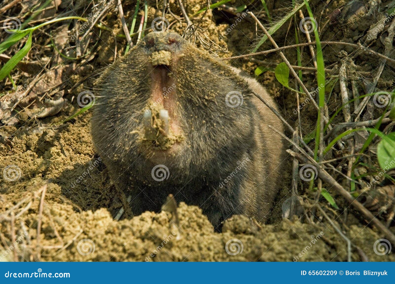 ¡Rata de topo - no venga! imagen de archivo. Imagen de rata - 65602209