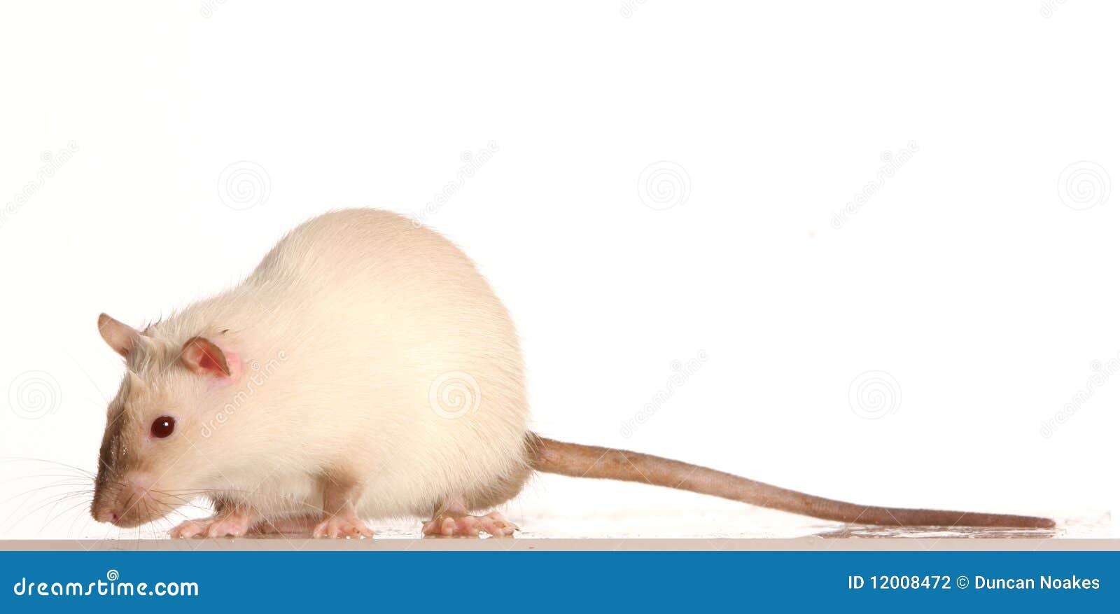 Rata del animal doméstico foto de archivo. Imagen de piel - 12008472