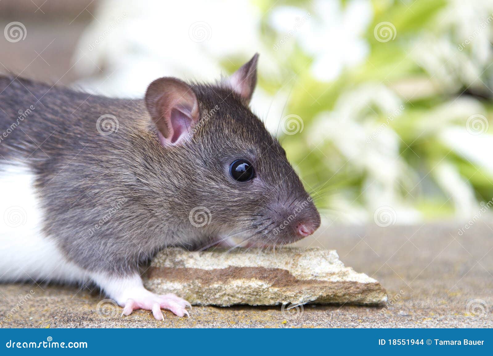 Rata del bebé foto de archivo. Imagen de lindo, mullido - 18551944