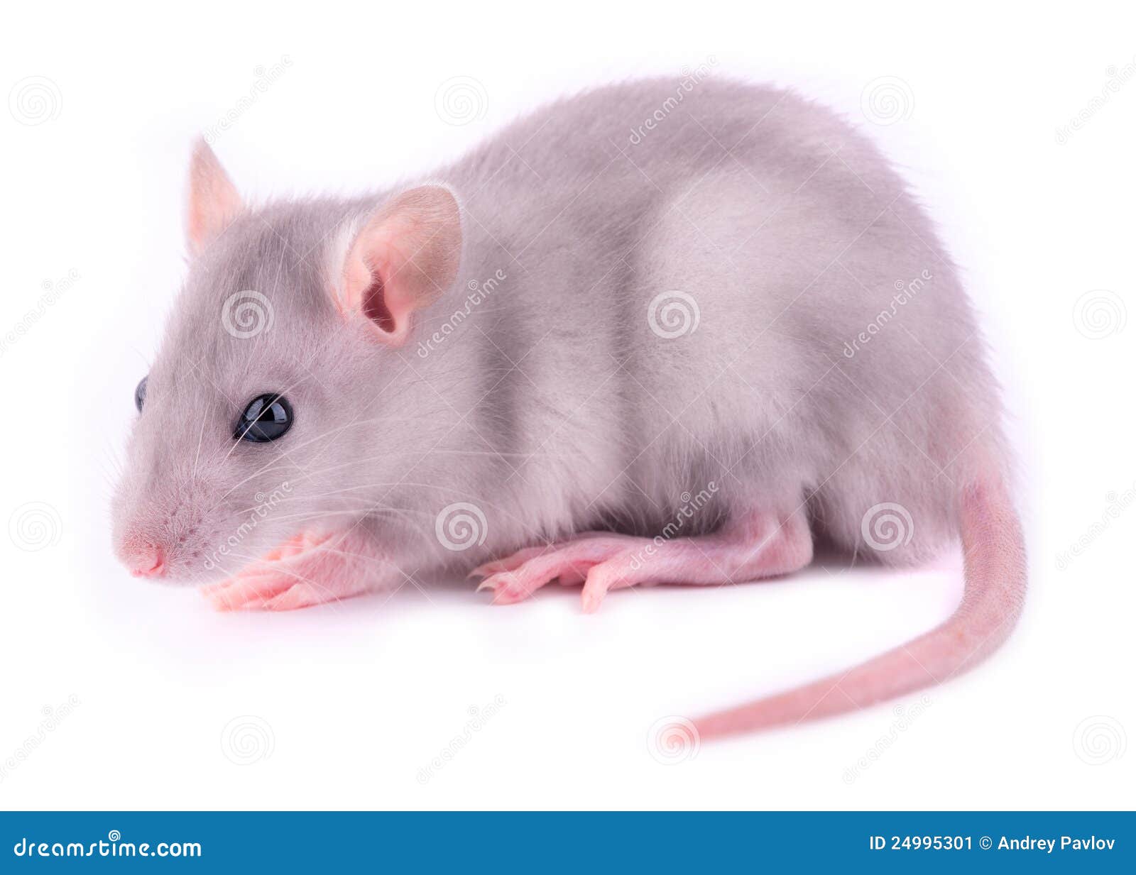 Rata del bebé imagen de archivo. Imagen de animal, bebé - 24995301