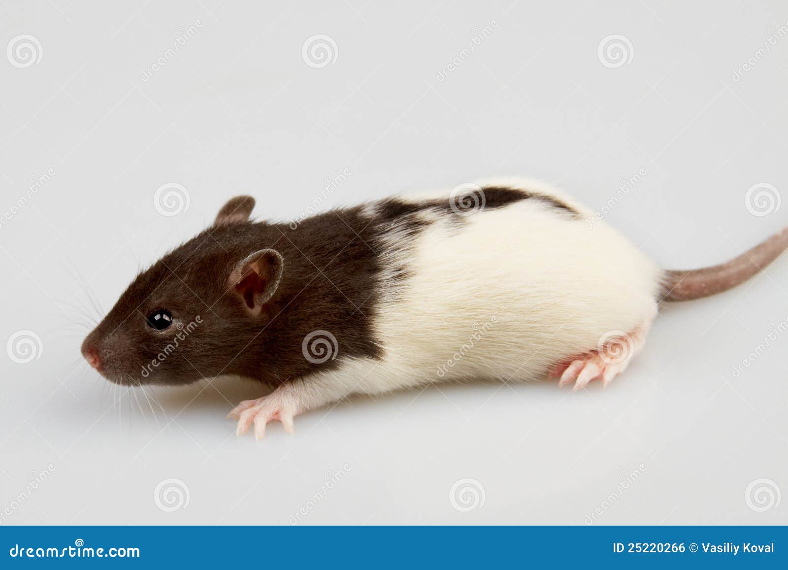 Rata del laboratorio foto de archivo. Imagen de roedor - 25220266