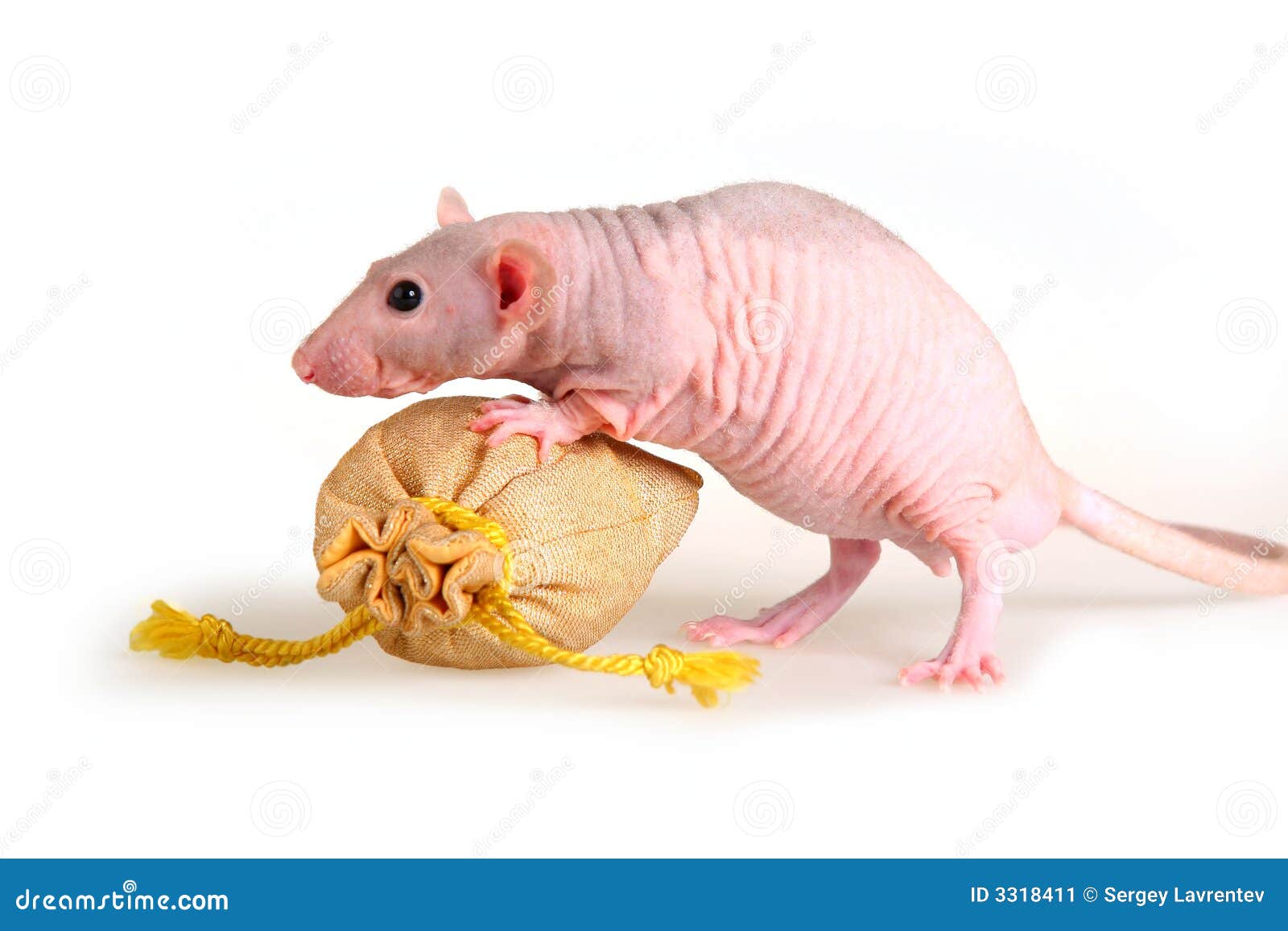 Rata descubierta imagen de archivo. Imagen de curiosidad - 3318411