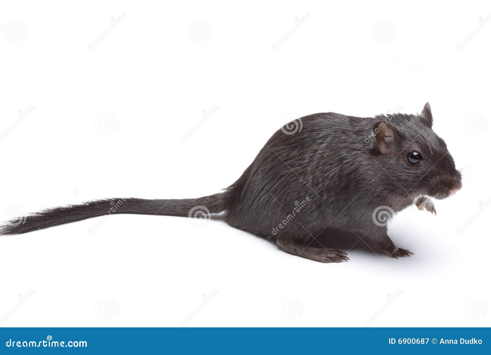 Rata divertida imagen de archivo. Imagen de ratones, punto - 6900687