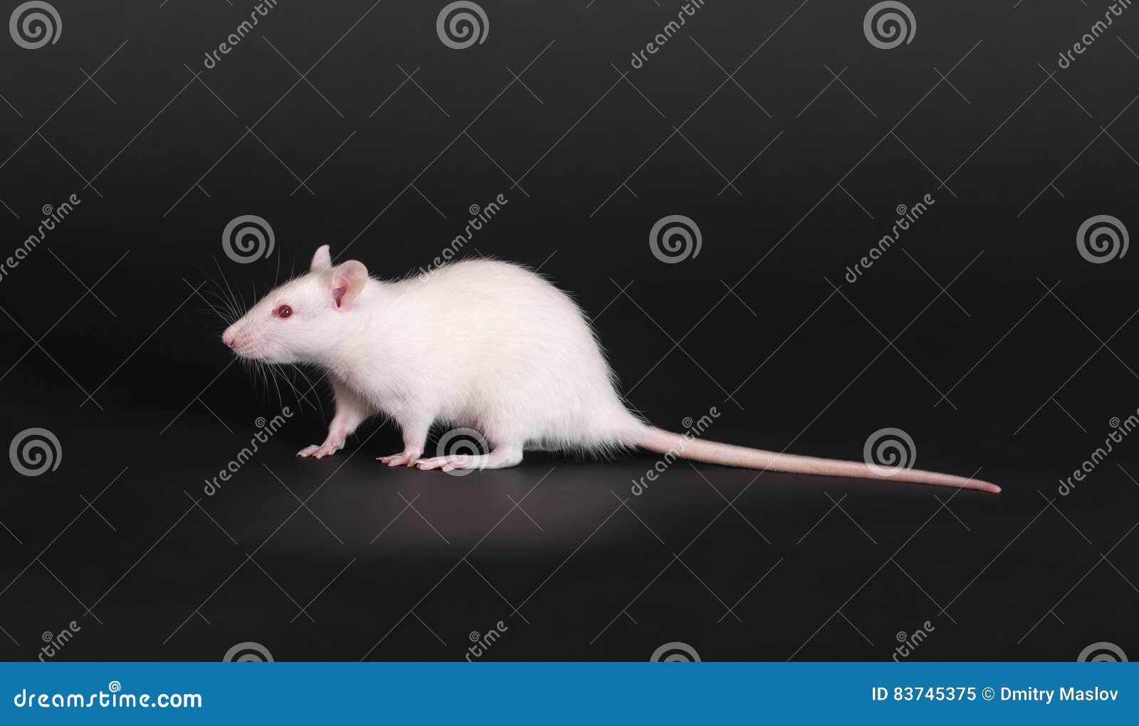 Rata doméstica blanca imagen de archivo. Imagen de barba - 83745375