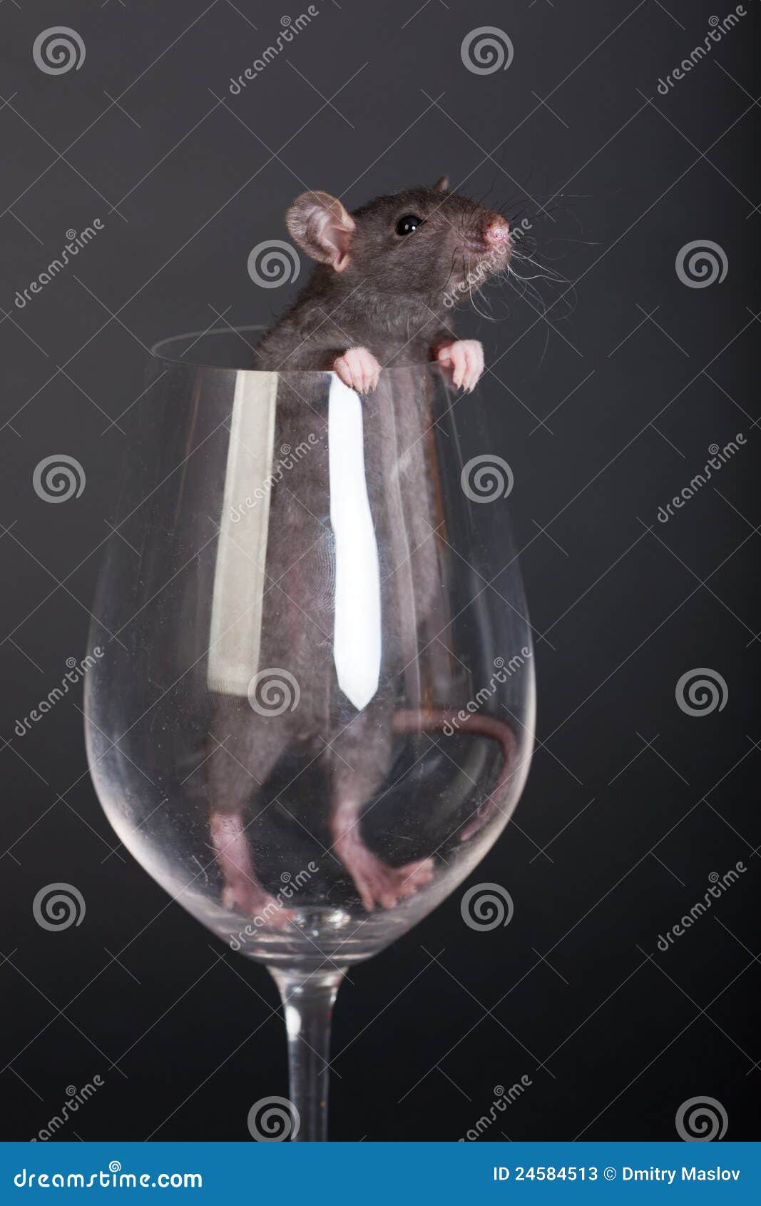 Rata doméstica del bebé imagen de archivo. Imagen de bebé - 24584513