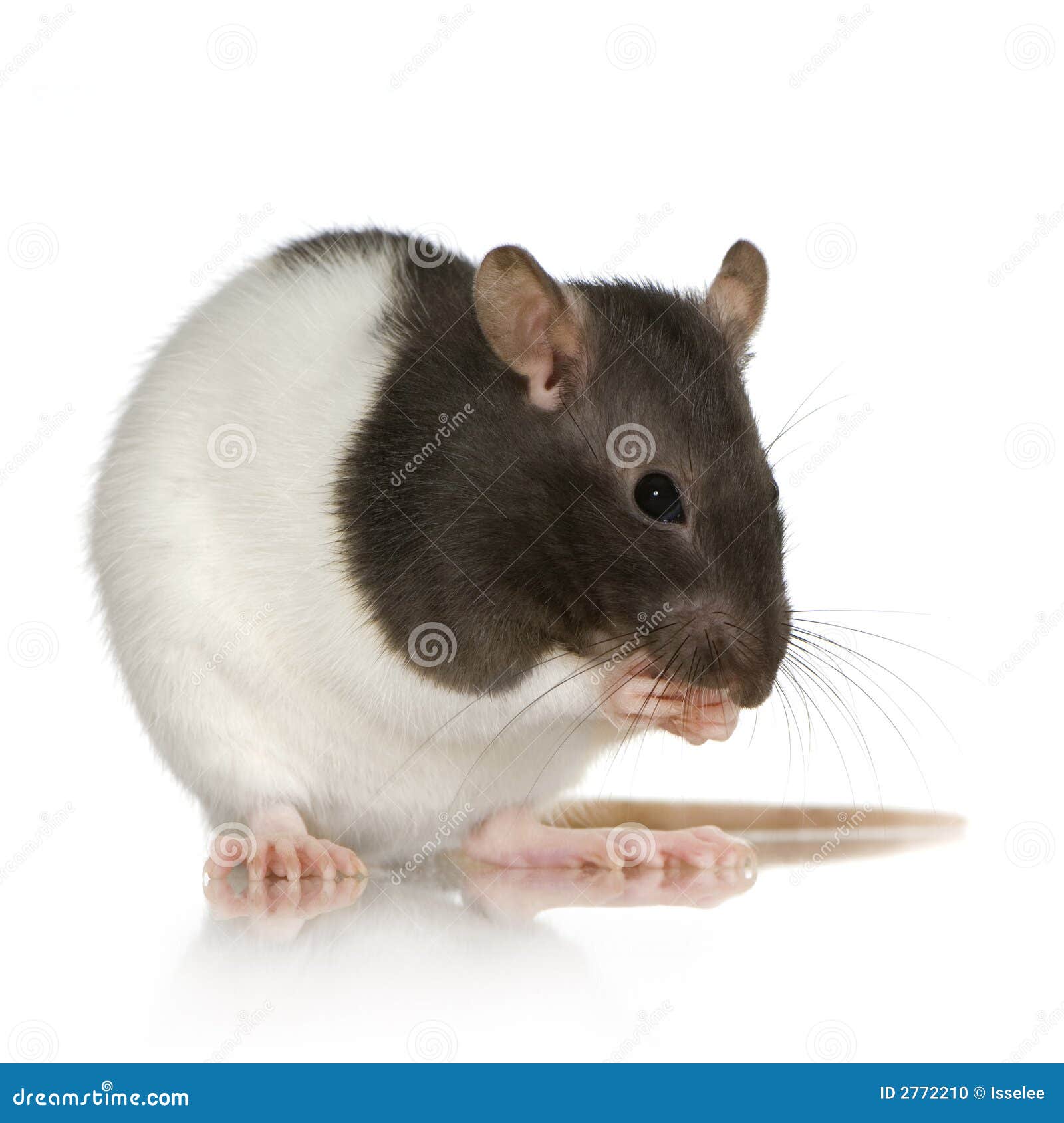 Rata Dos-coloreada De La Panda Foto de archivo - Imagen de mascota ...