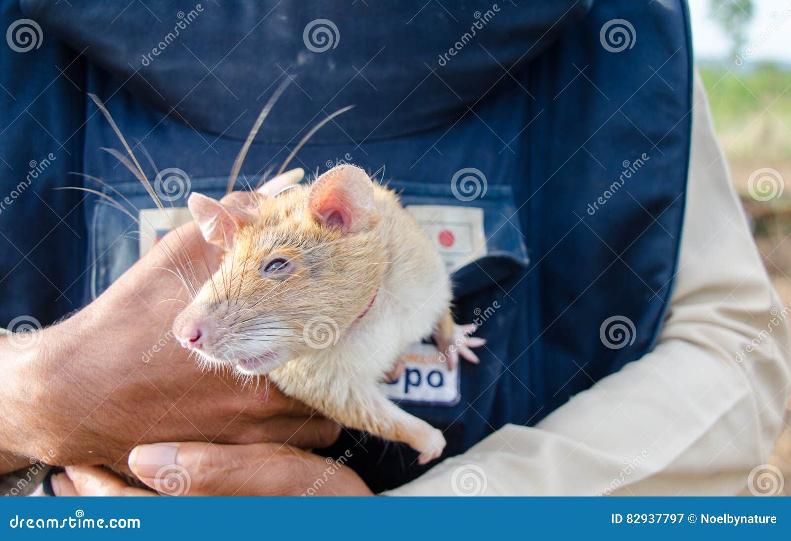 Rata El Mina-oler Del Héroe Fotografía editorial - Imagen de mascota ...