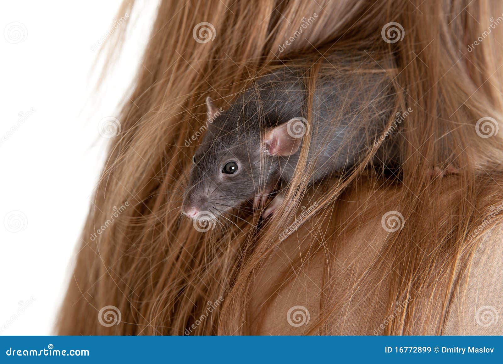 Rata En El Pelo De La Muchacha Imagen de archivo - Imagen de mascotas ...