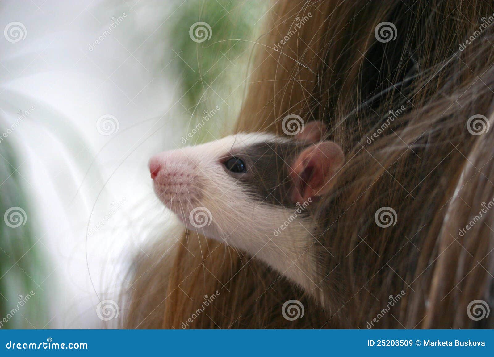 Rata En El Pelo De La Muchacha Imagen de archivo - Imagen de dumbo ...