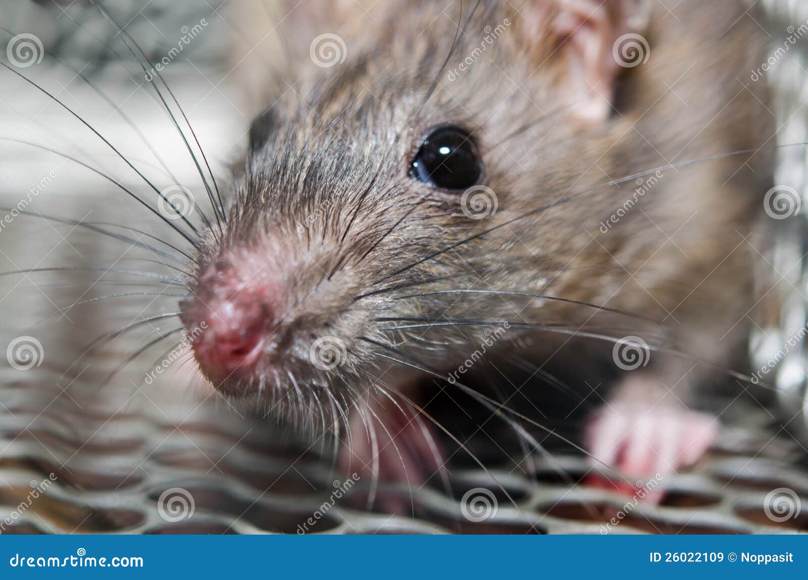 Rata en enjaulado imagen de archivo. Imagen de gente - 26022109