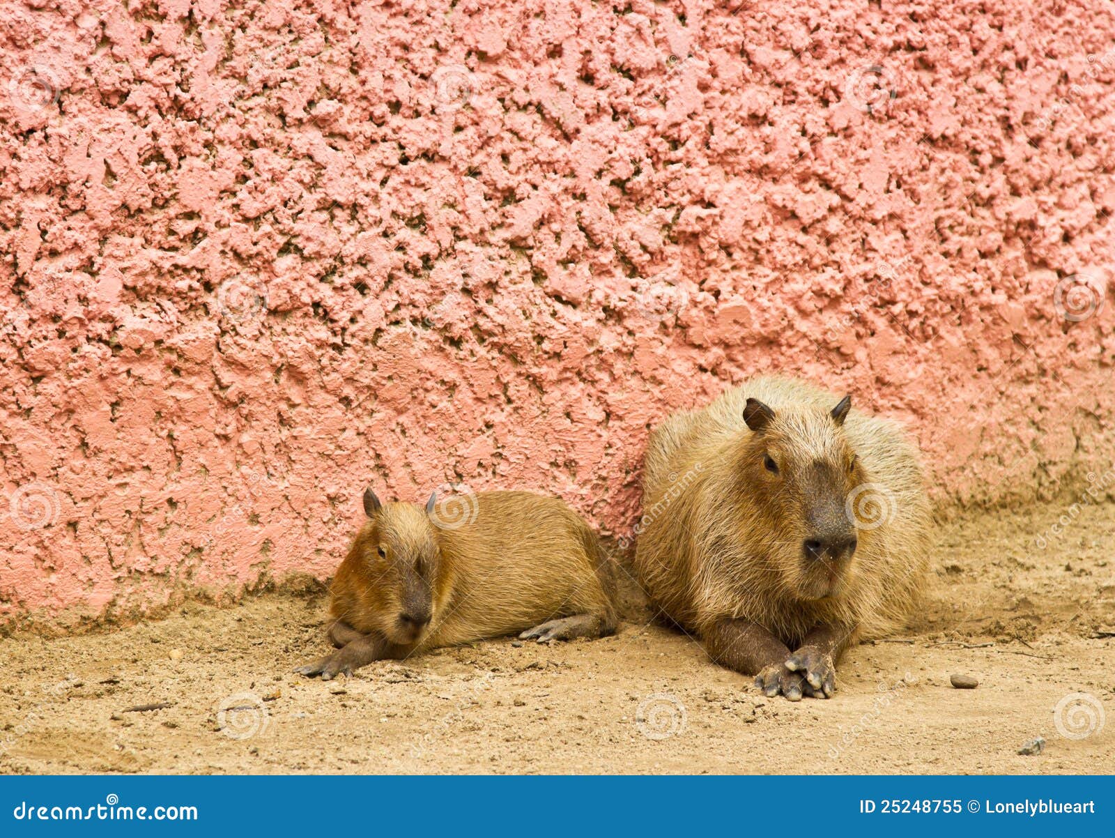 Rata grande imagen de archivo. Imagen de pared, cubo - 25248755