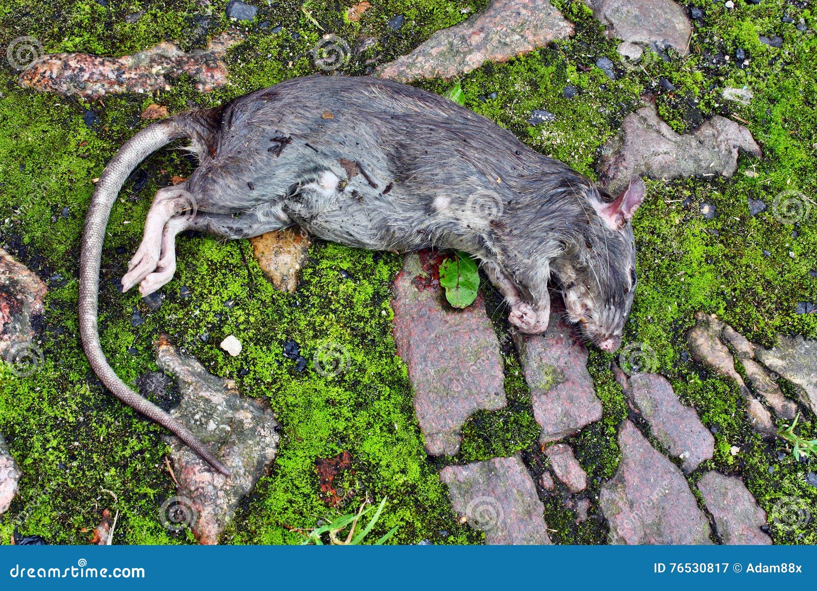 Rata Grande Muerta De Mentira Imagen de archivo - Imagen de verde ...