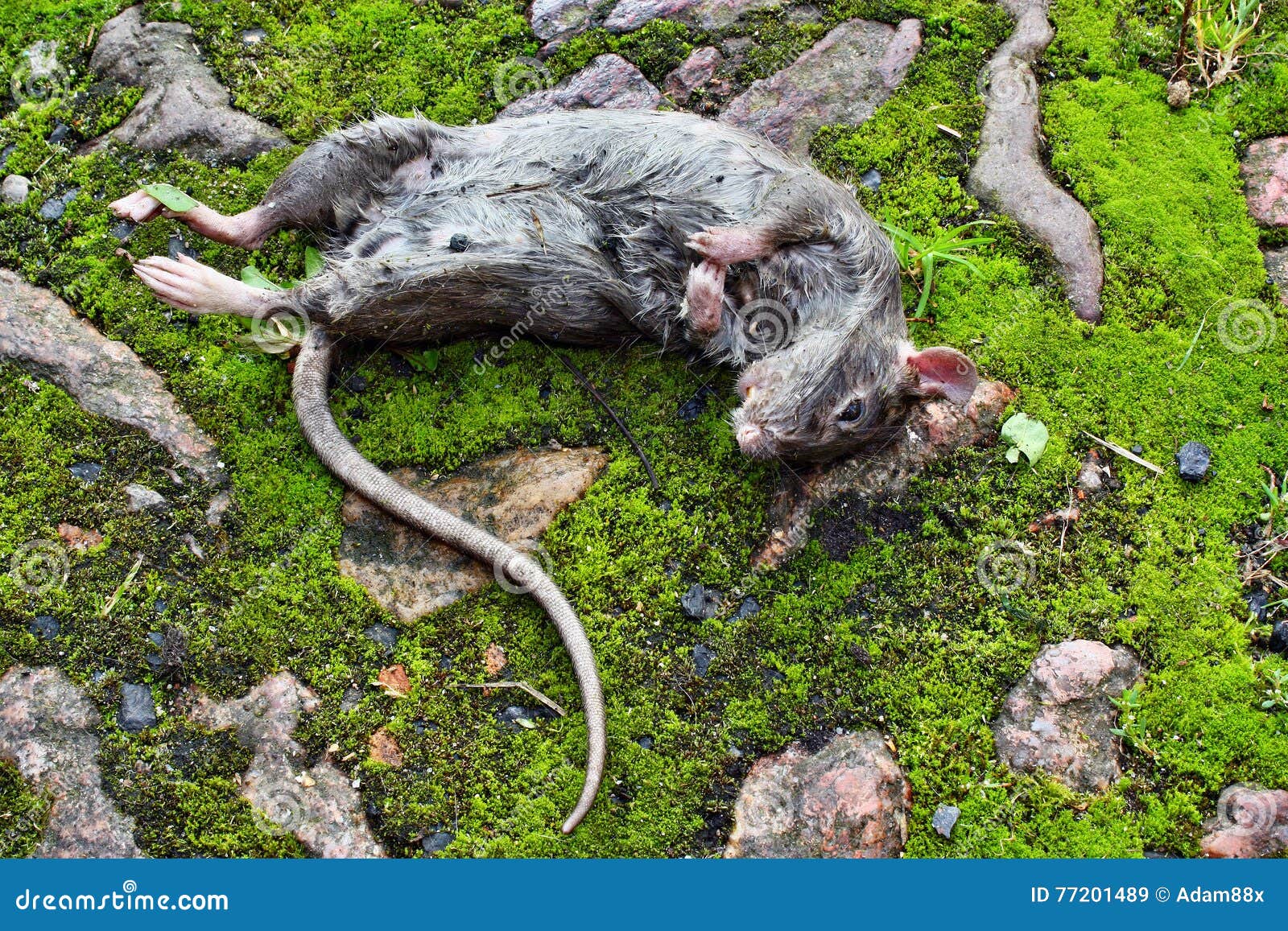 Rata Grande Muerta De Mentira Imagen de archivo - Imagen de colector ...