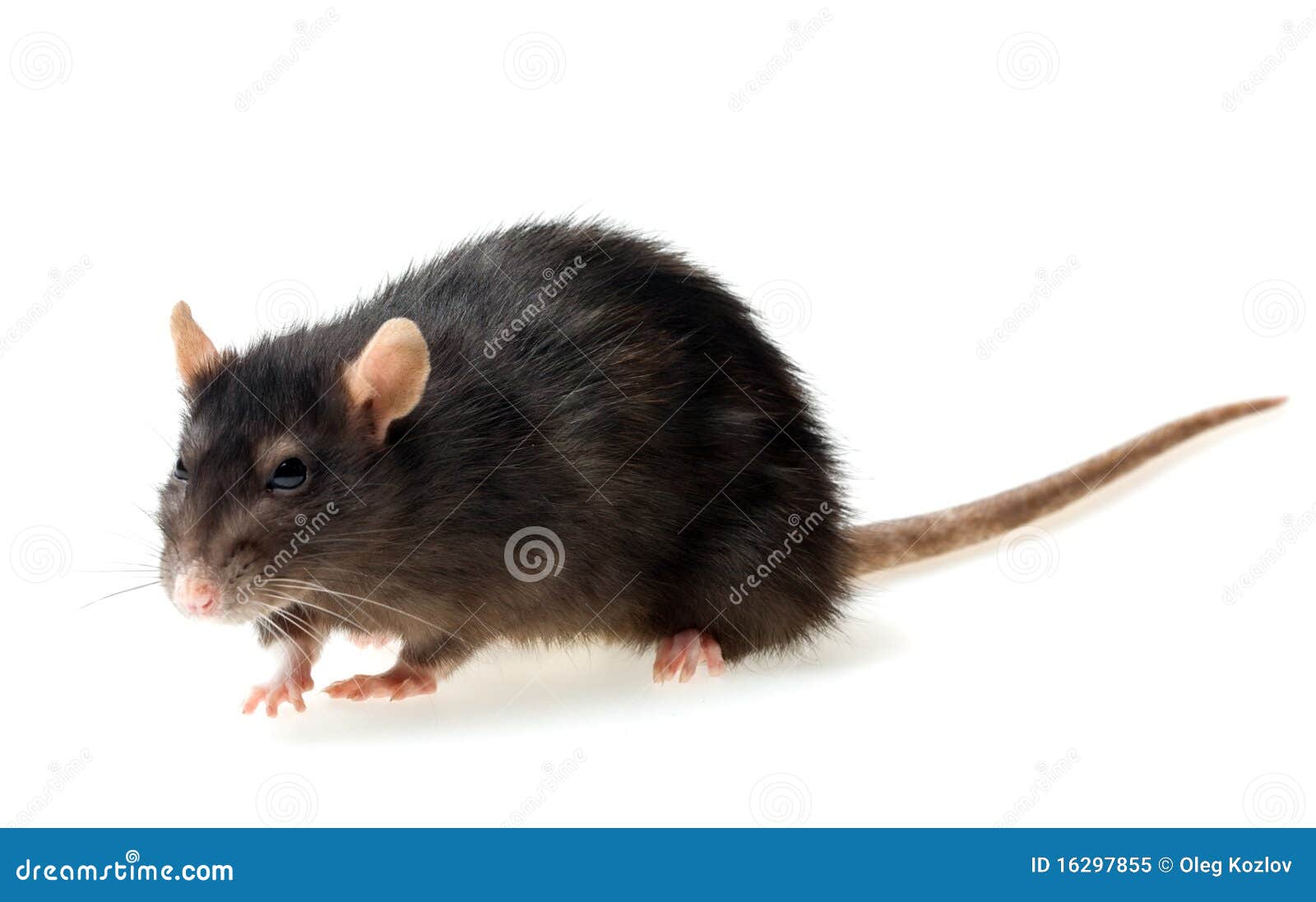 Rata gris imagen de archivo. Imagen de gris, mascota - 16297855