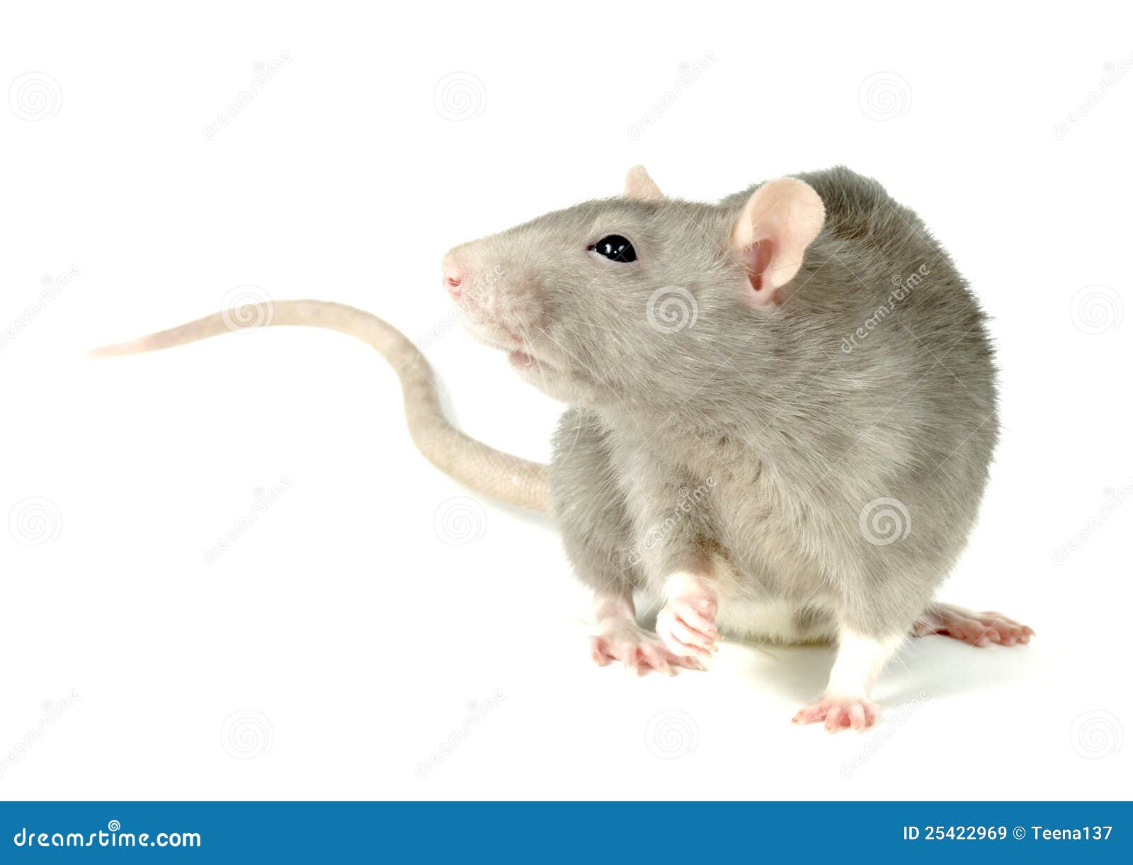 Rata gris imagen de archivo. Imagen de animal, perfumado - 25422969