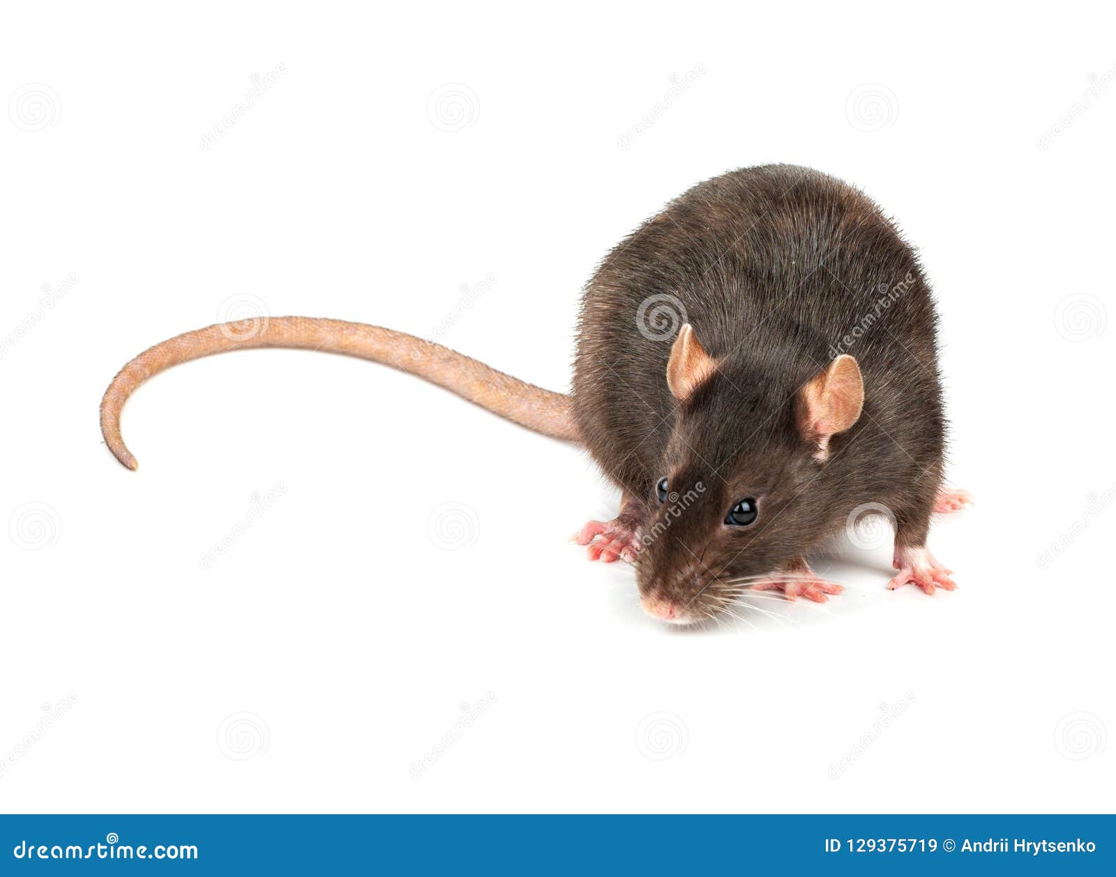 Rata gris aislada imagen de archivo. Imagen de negro - 129375719