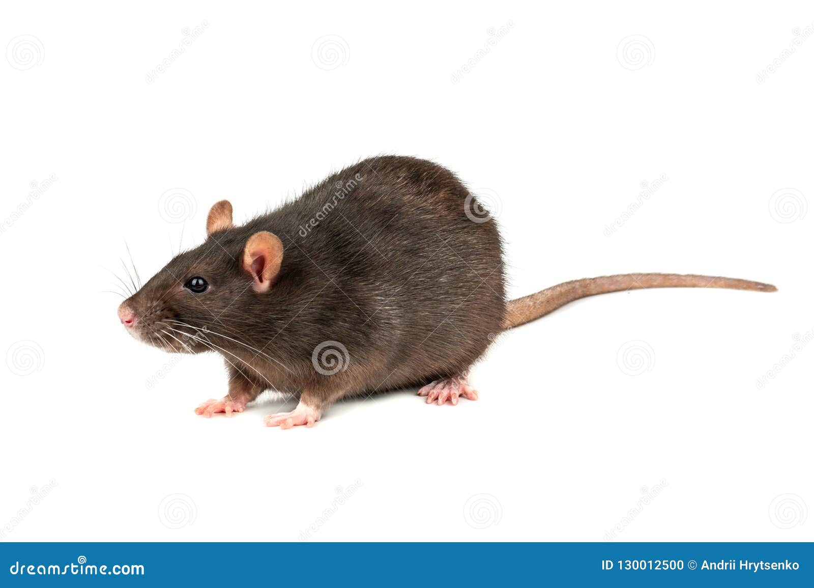 Rata gris aislada foto de archivo. Imagen de fondo, pista - 130012500