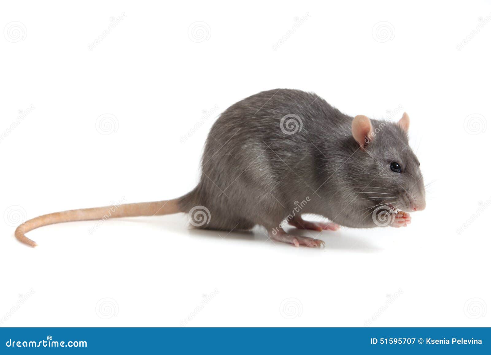 Rata Gris Aislada En El Fondo Blanco Imagen de archivo - Imagen de ...