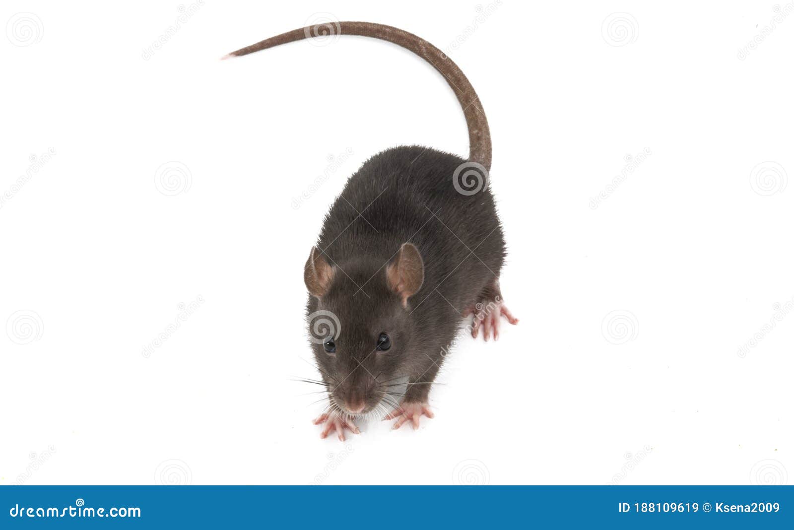 Rata gris aislada imagen de archivo. Imagen de mullido - 188109619