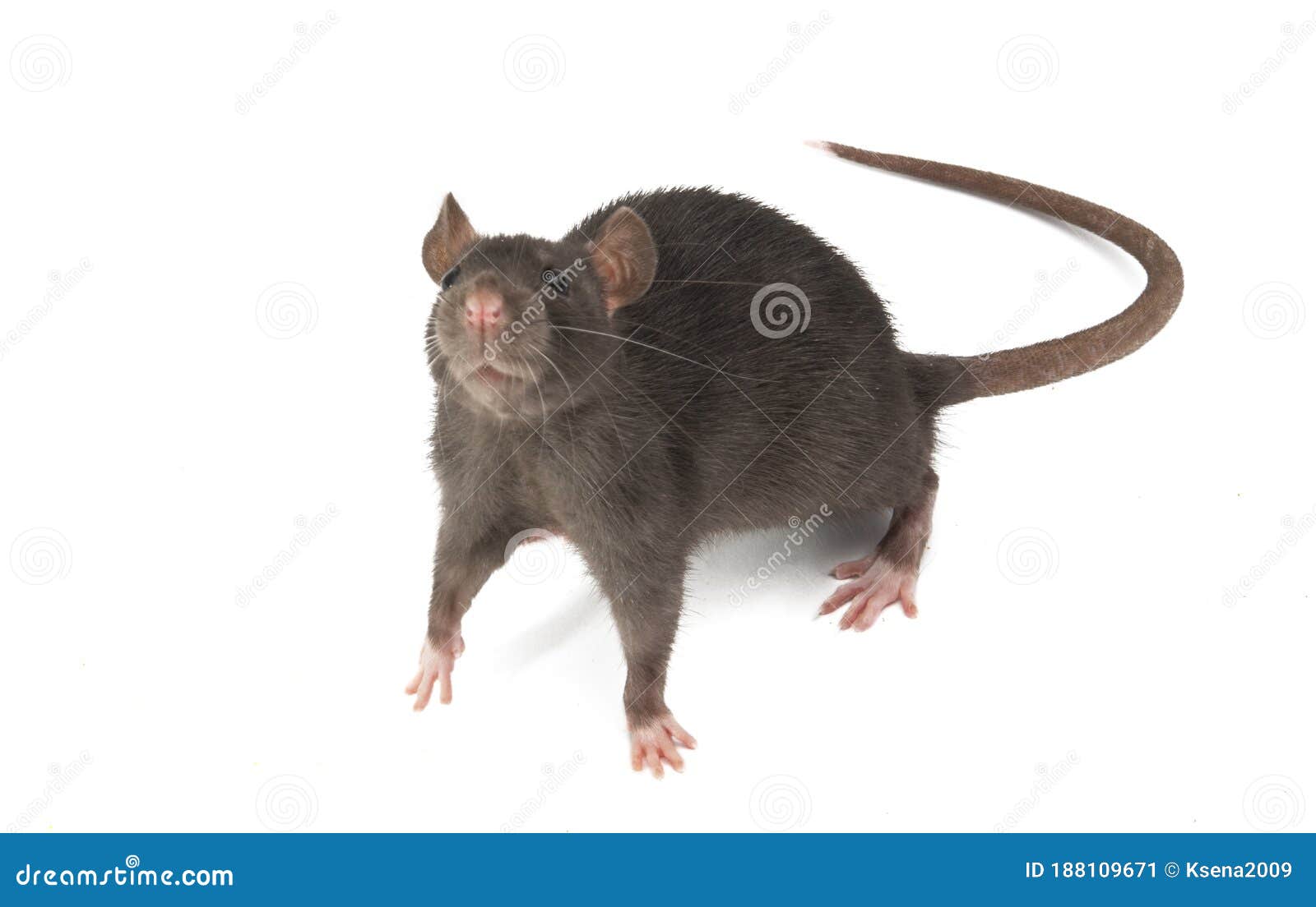 Rata gris aislada imagen de archivo. Imagen de mascota - 188109671