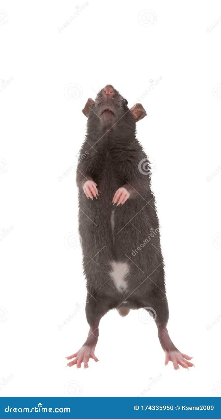 Rata gris aislada foto de archivo. Imagen de nariz, animal - 174335950