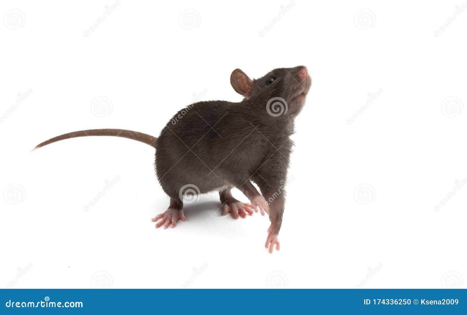 Rata gris aislada foto de archivo. Imagen de roedor - 174336250