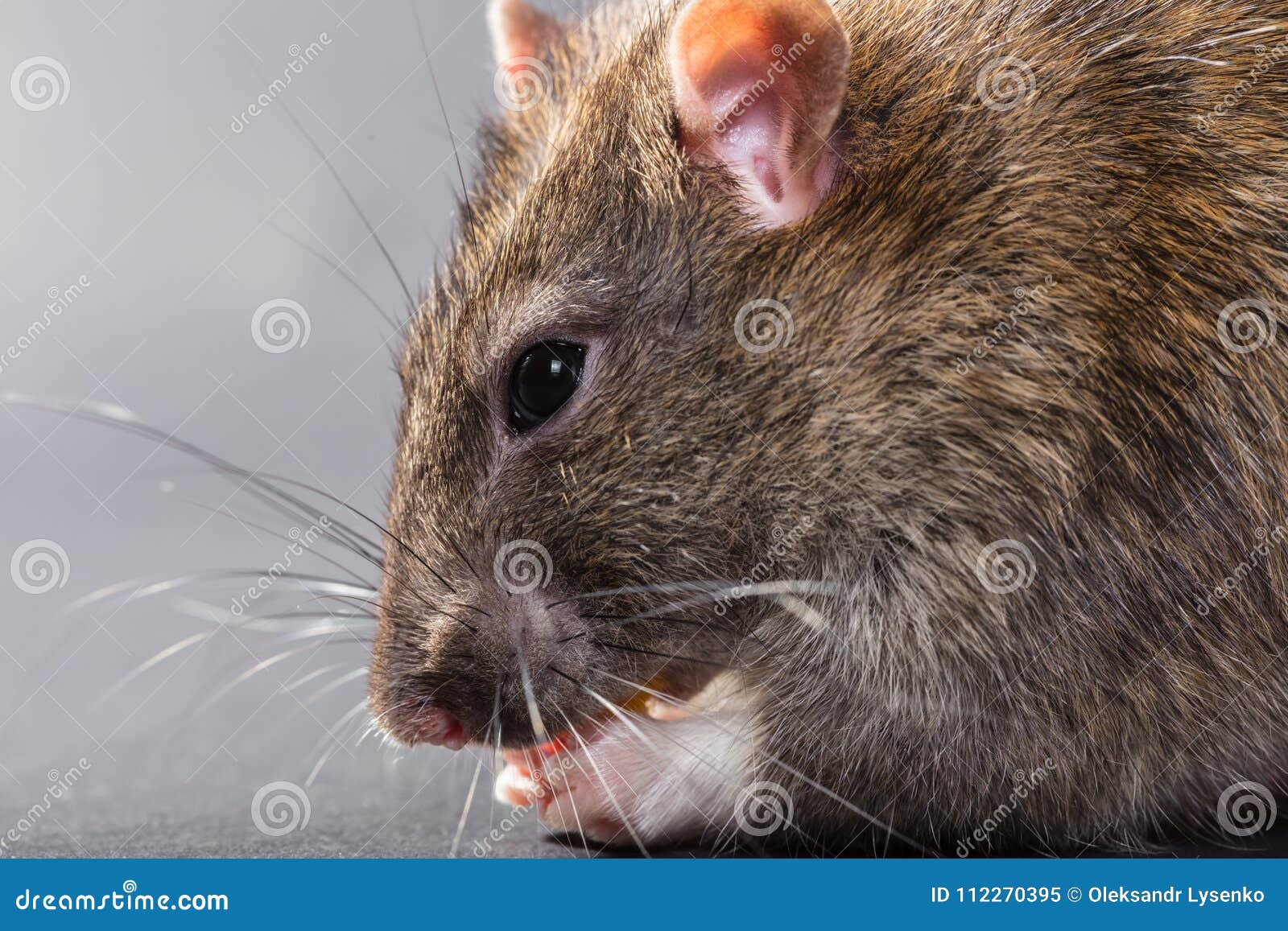 Rata Gris Animal Que Come El Primer Imagen de archivo - Imagen de negro ...