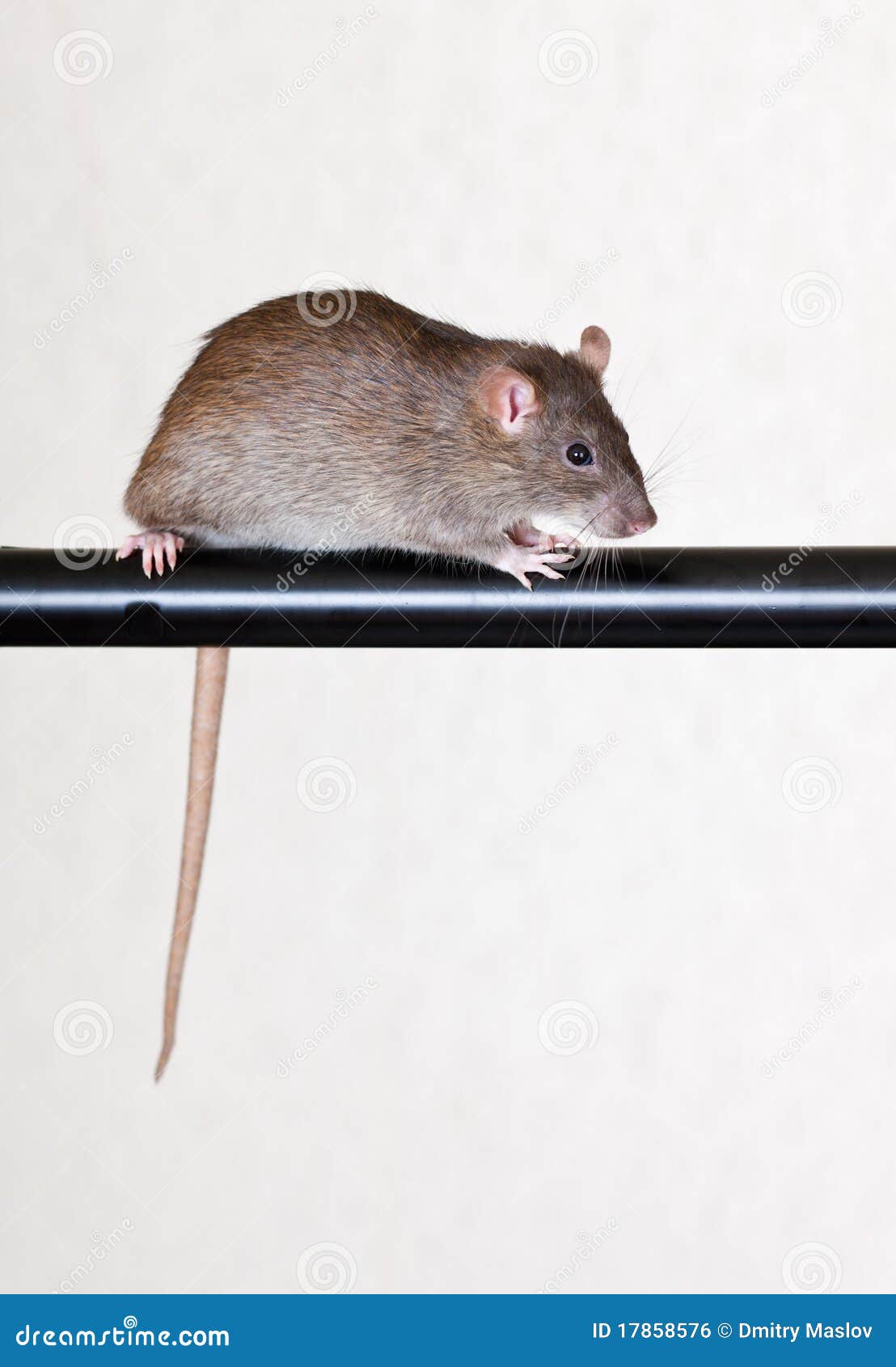 Rata gris de la casa foto de archivo. Imagen de piel - 17858576