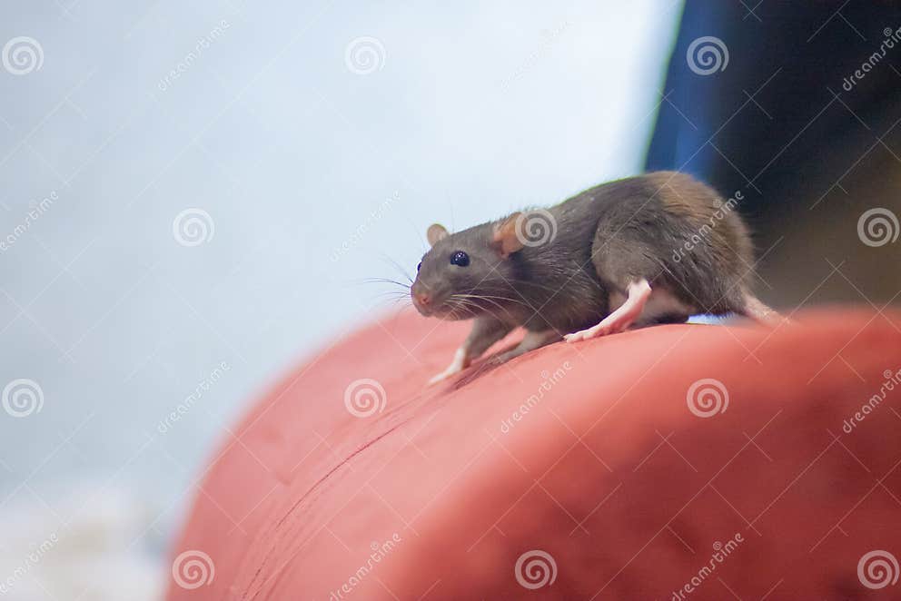 Rata Gris Sobre Un Suave Rojo Imagen de archivo - Imagen de brillante, roedor: 179765989