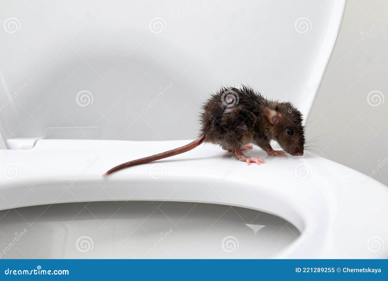 Rata Mojada En El Baño. Control De Plagas Imagen de archivo - Imagen de ...