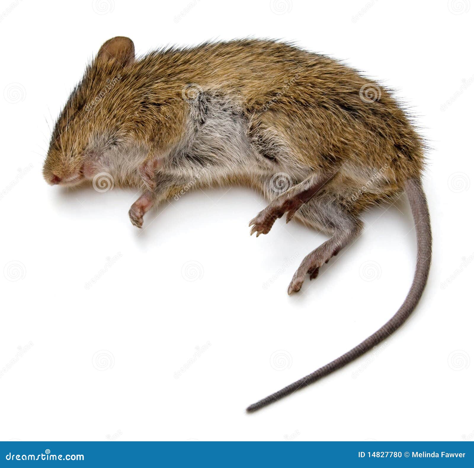 Rata muerta foto de archivo. Imagen de apalache, cierre - 14827780