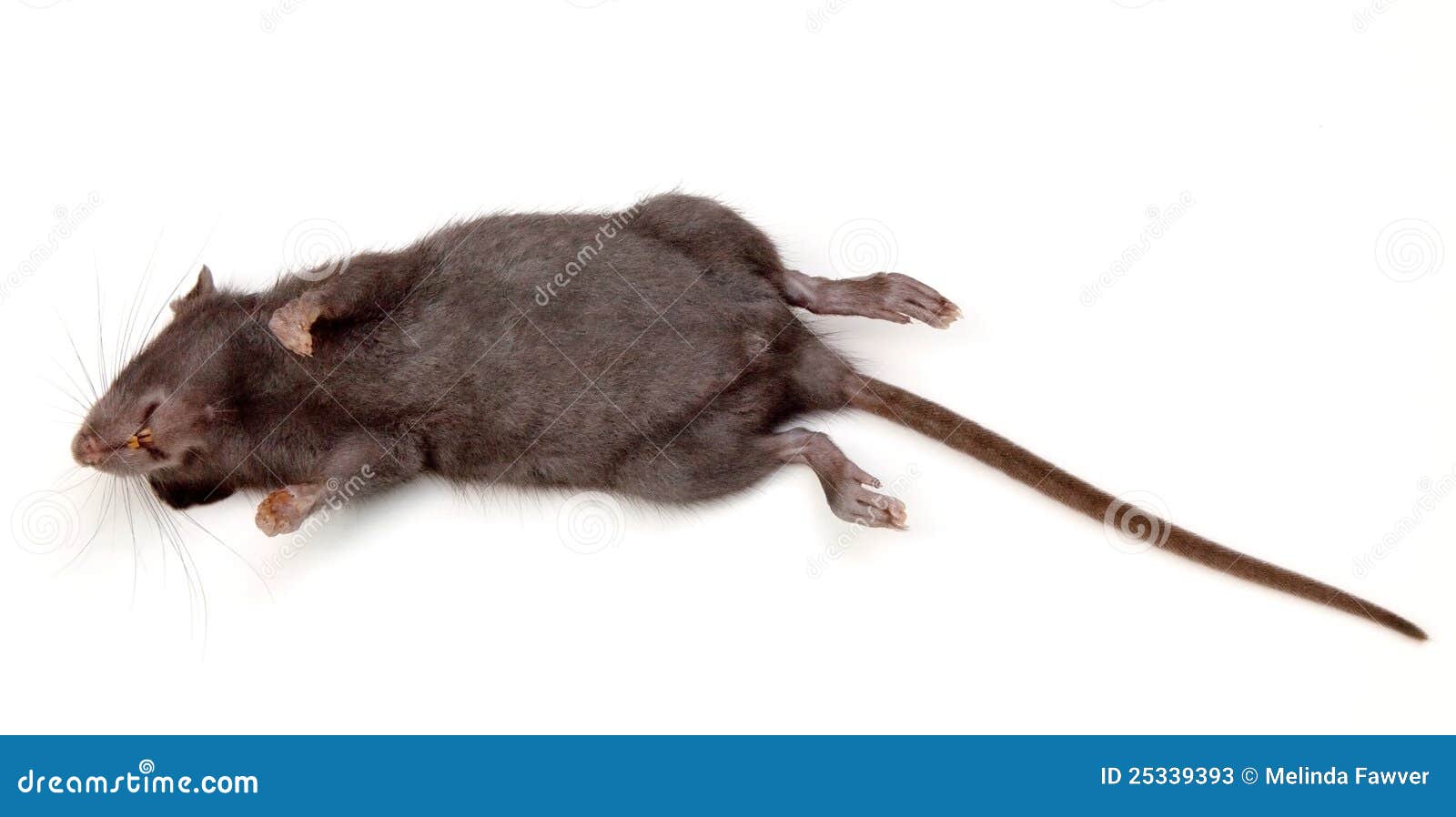 Rata muerta imagen de archivo. Imagen de animal, cola - 25339393