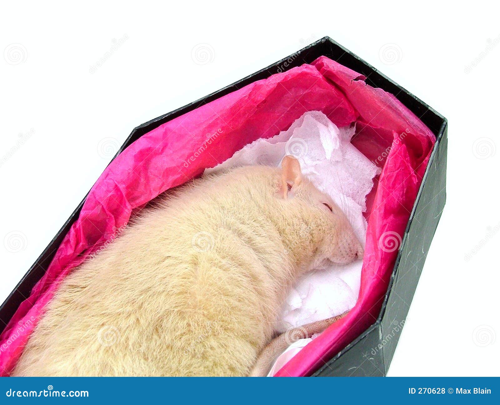 Rata muerta foto de archivo. Imagen de muerte, rata, peludo - 270628