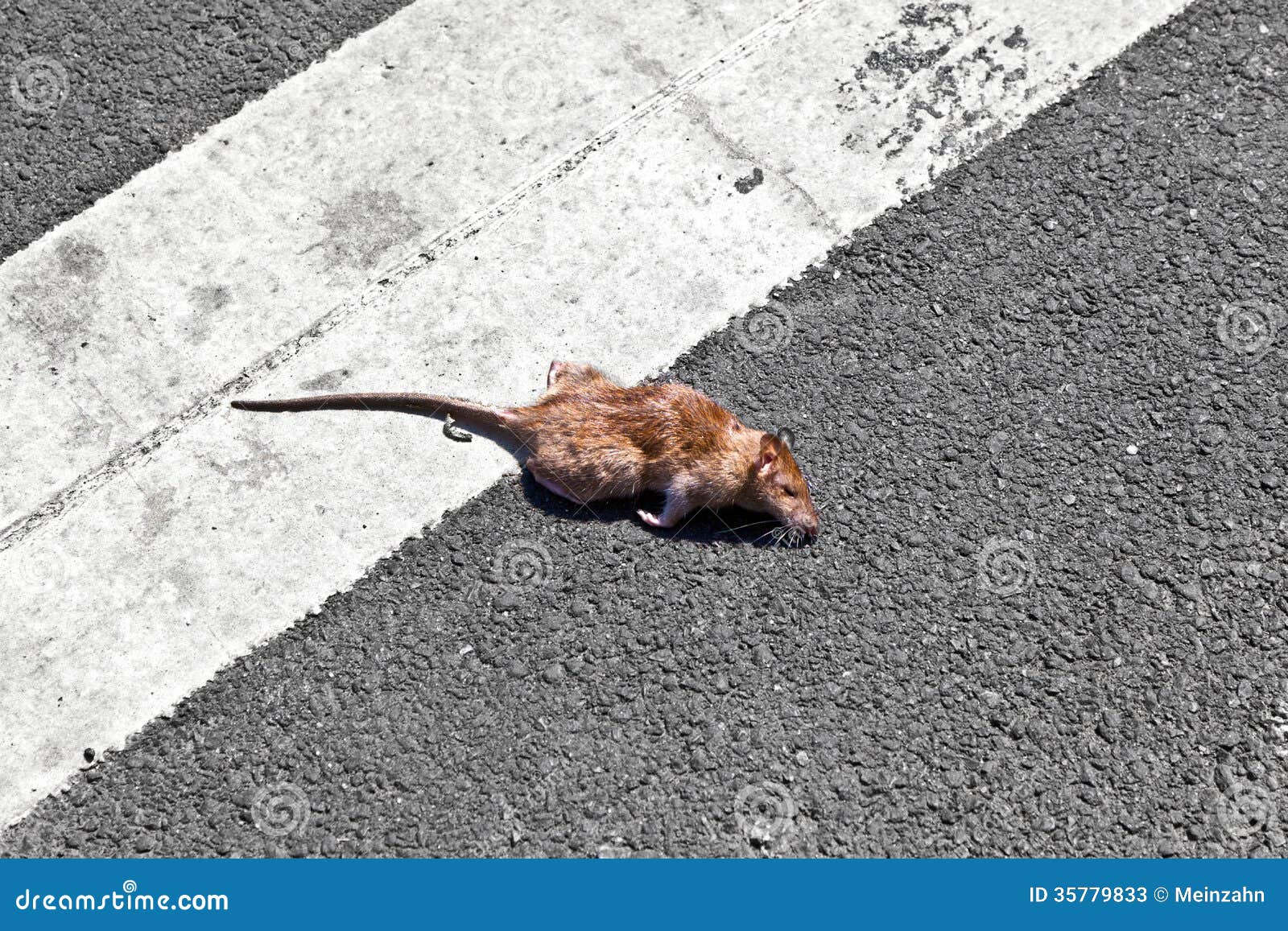 Rata muerta imagen de archivo. Imagen de ciudad, edificios - 35779833