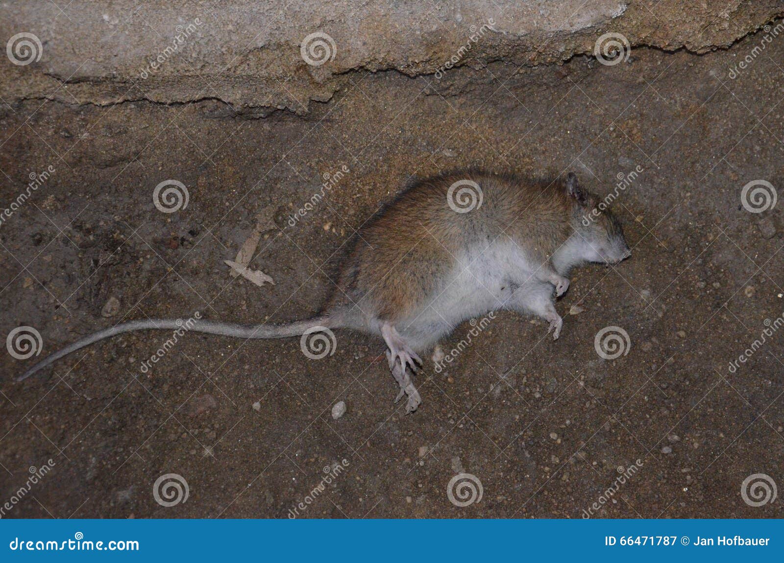 Rata Muerta Stock Photos - Royalty Free Pictures