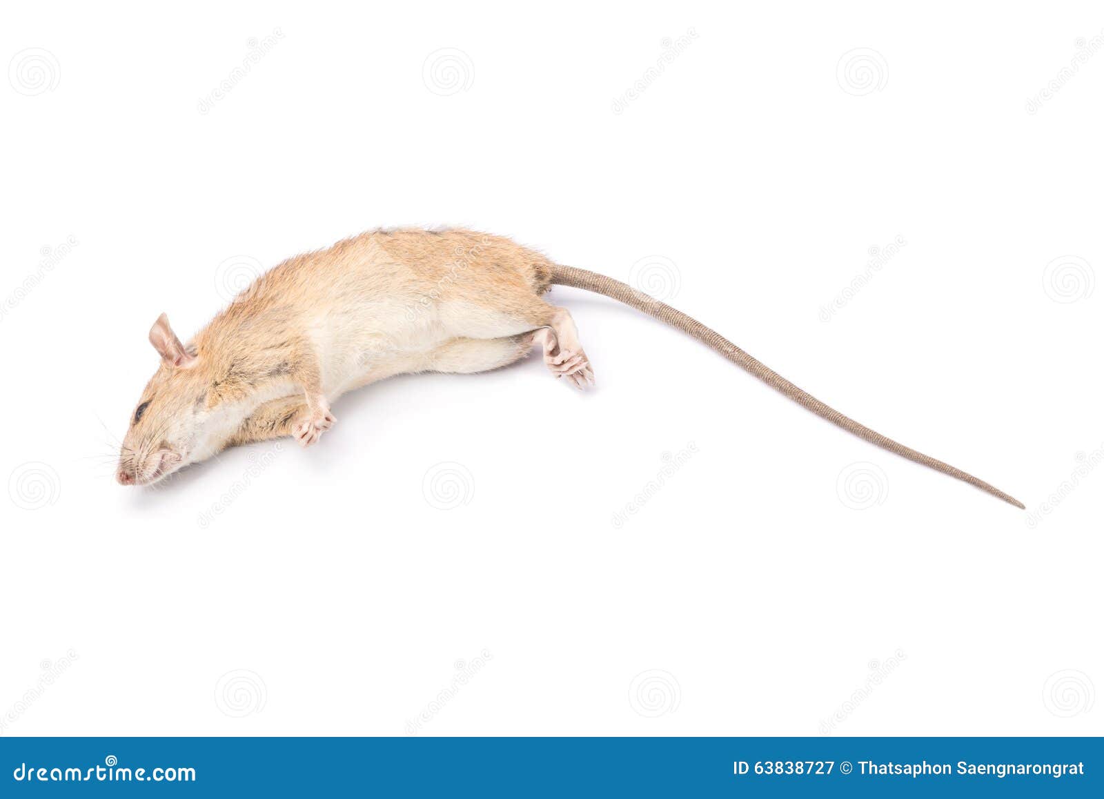 Rata Muerta Aislada En El Fondo Blanco Imagen de archivo - Imagen de ...