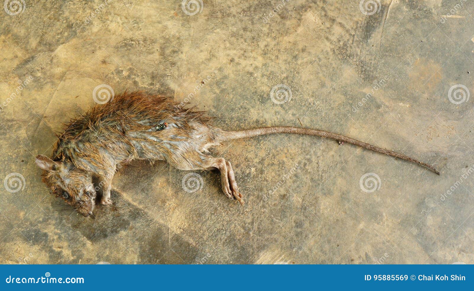 Rata muerta en la tierra imagen de archivo. Imagen de suelo - 95885569