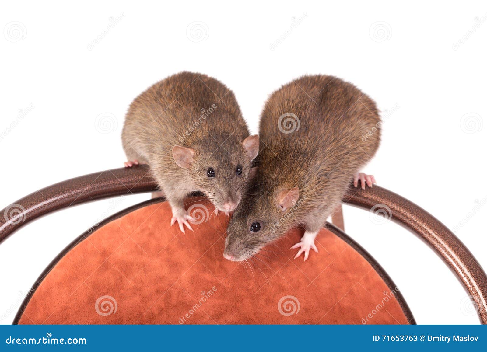 Rata nacional marrón dos imagen de archivo. Imagen de piel - 71653763