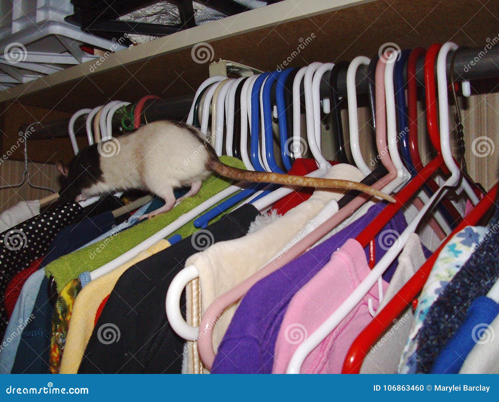 Rata Que Sube Sobre La Ropa Foto de archivo - Imagen de equilibrio ...