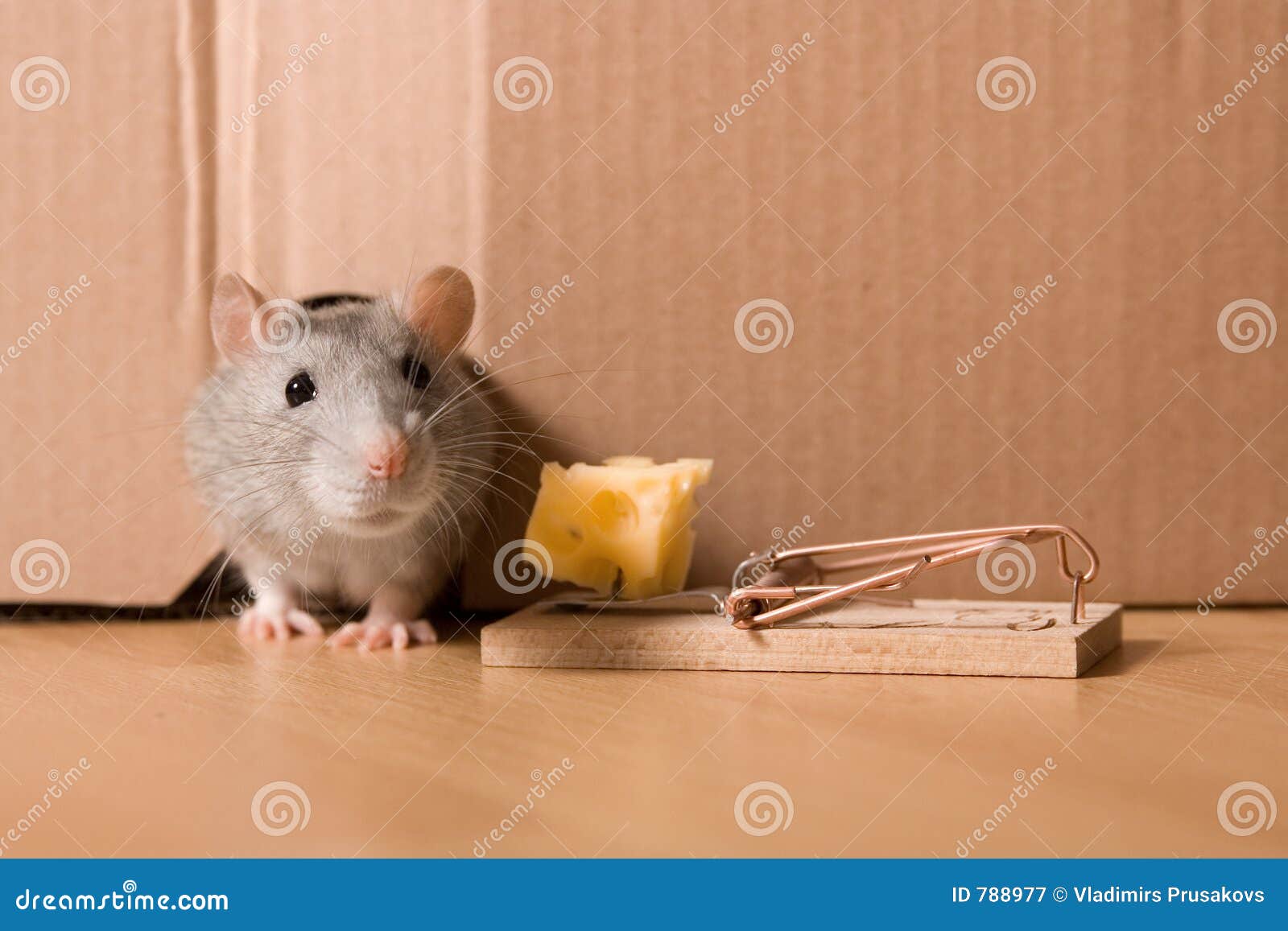 Rata, ratonera y queso imagen de archivo. Imagen de laminado - 788977