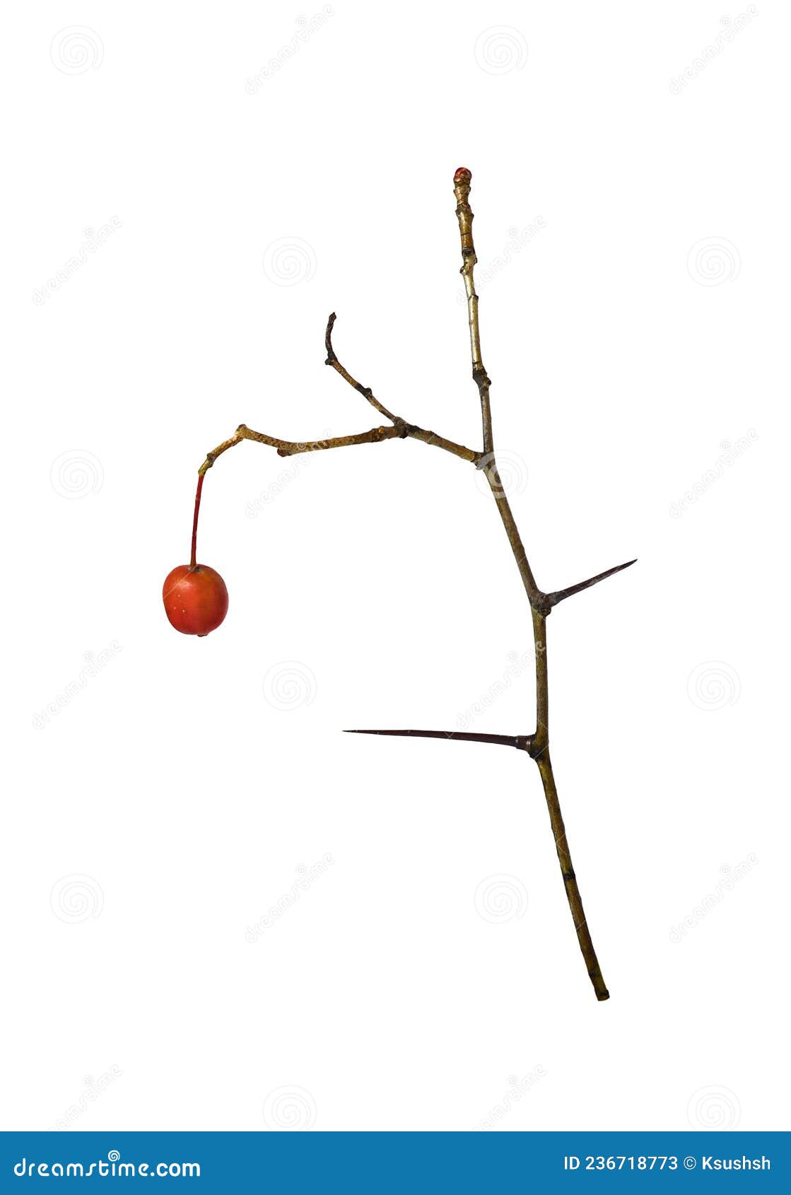 Rata Seca Con Bayas Rojas Y Espinas Aisladas Imagen de archivo - Imagen ...