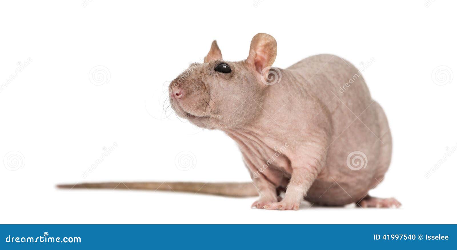 Rata sin pelo foto de archivo. Imagen de corte, estudio - 41997540